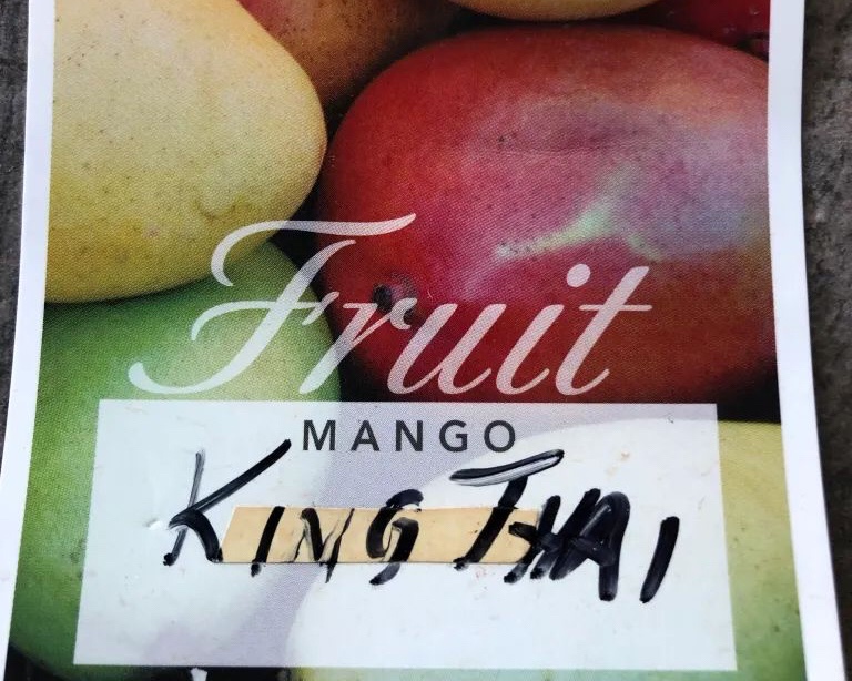 Ursi‘s Mango-Baum in Queensland – out-and-back.com